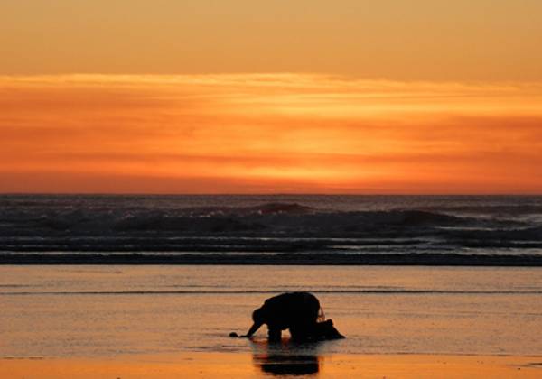Razor Clam Digging in Westport WA | Vacation by the Sea
